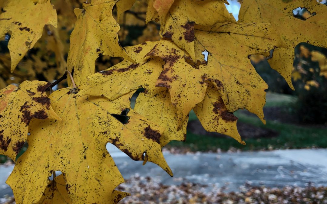 Falling into Fall – Liz Shea Designs